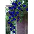 PEMDASGARDEN 30 Rare Blue Climbing Rose Bush Seeds, 3-4 Feet, Hardy ...
