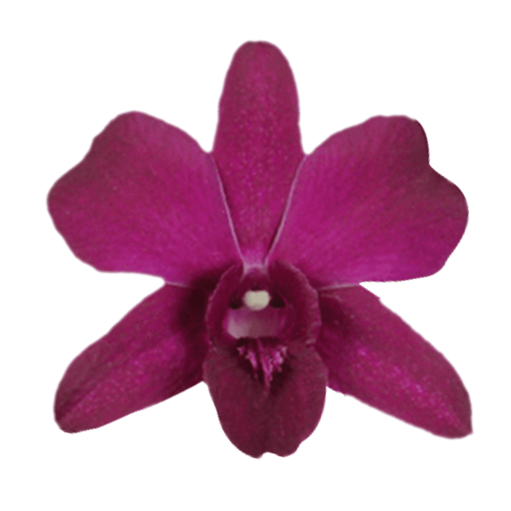 Dark Purple Dendrobium Orchids