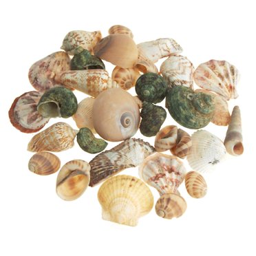 Coco Midrib Sea Shell Pack: Natural, 10 inches - Walmart.com