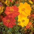 300 BRIGHT LIGHTS COSMOS Mix Mixed Colors Red Orange Yel Bipinnatus ...