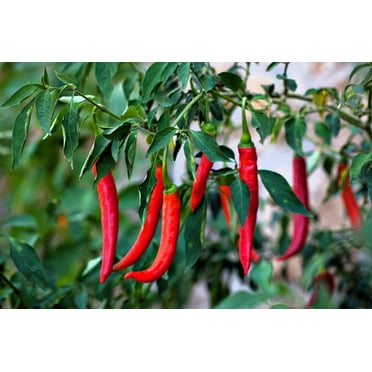 300 Seeds LONG Red CAYENNE PEPPER Capsicum Annuum Vegetable Seeds ...