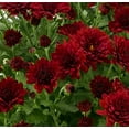 Expert Gardener 3.0QT Red Mum Live Plant in Grower Pot Full Sun ...