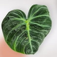 Philodendron El Choco Red Live Plant ~ Gorgeous Leaves ~ Velvet Texture ...