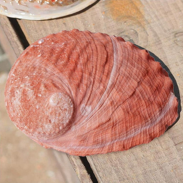 Red Abalone Shell