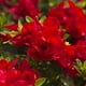 Encore Azalea Autumn Bonfire (2 Gallon) Red Flowering Shrub - Full Sun ...