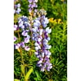 TomorrowSeeds - Blue Bonnet Perennial Lupine Seeds - 600+ Count - For ...