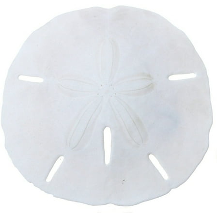 Shell Vase Filler | Imperfect Seashells Mixed Beach Seashells B Quality ...