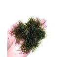 Java Moss Vesicularia Dubyana Live Freshwater Aquatic Aquarium Plants ...