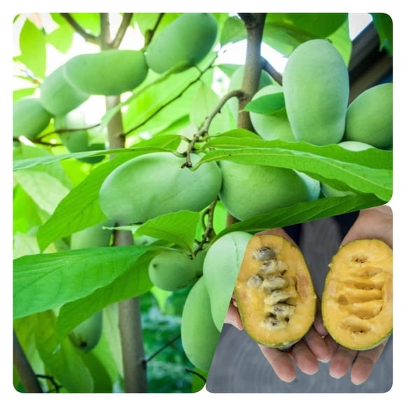 Pawpaw Fruit Trees