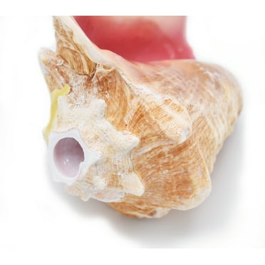 Decorative Natural Conch Sea Shell - Garden Quality 6"-8", Imperfect ...