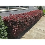 Loropetalum Plum Delight 2 Large Gallon Size Plants Chinese Fringe ...