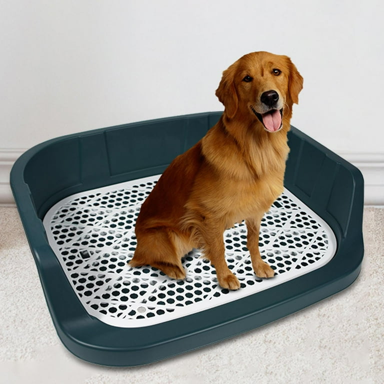 What Is The Best Dog Litter Box
