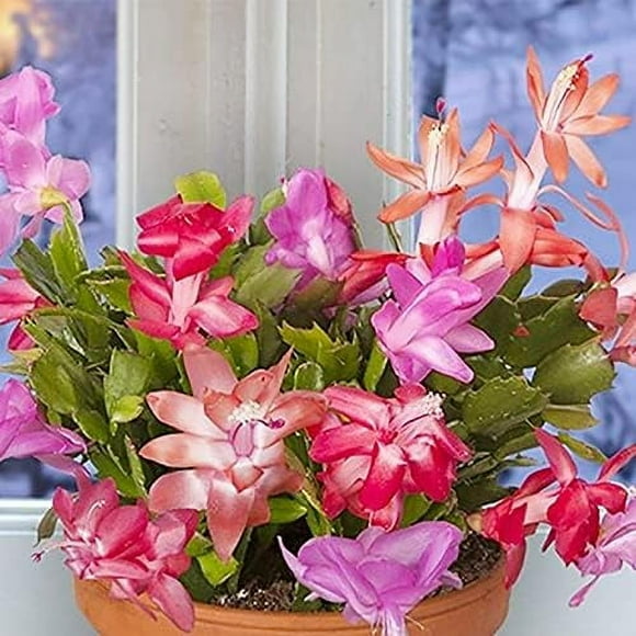 Easter Cactus Plants