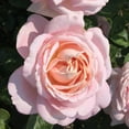 Heirloom Roses Fragrant Rose Bush - Amazing Grace‚Ñ¢ Shrub, Live Plant ...