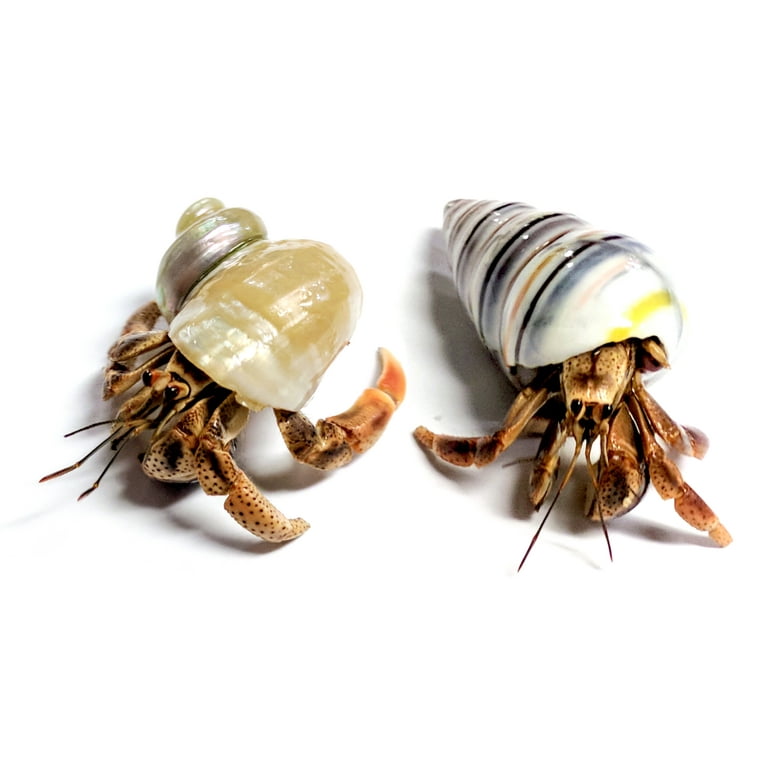 Pet Hermit Crabs Shells