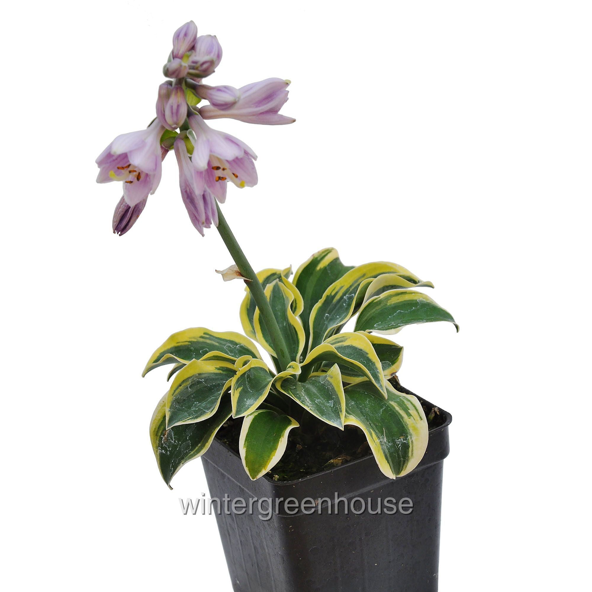 Hosta, Mini Skirt - Pot Size: 3" (2.6x3.5") - Plants, Shade Plants ...