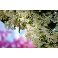 3 FRINGE TREE Chionanthus Virginicus Old Man's Beard White Flower Seeds ...
