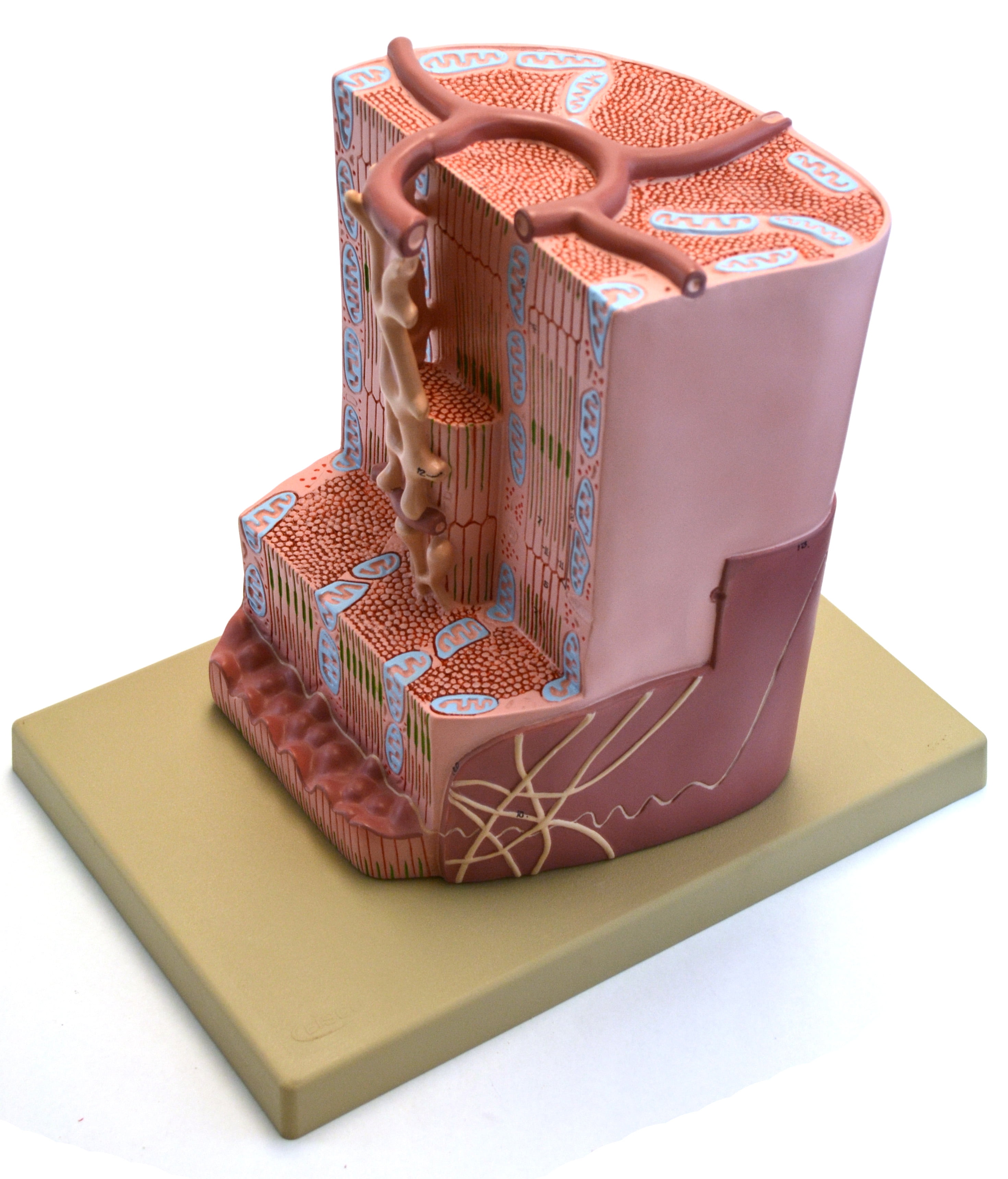 Eisco Labs Premium Human Cardiac (Heart) Muscle Model with Ultra ...