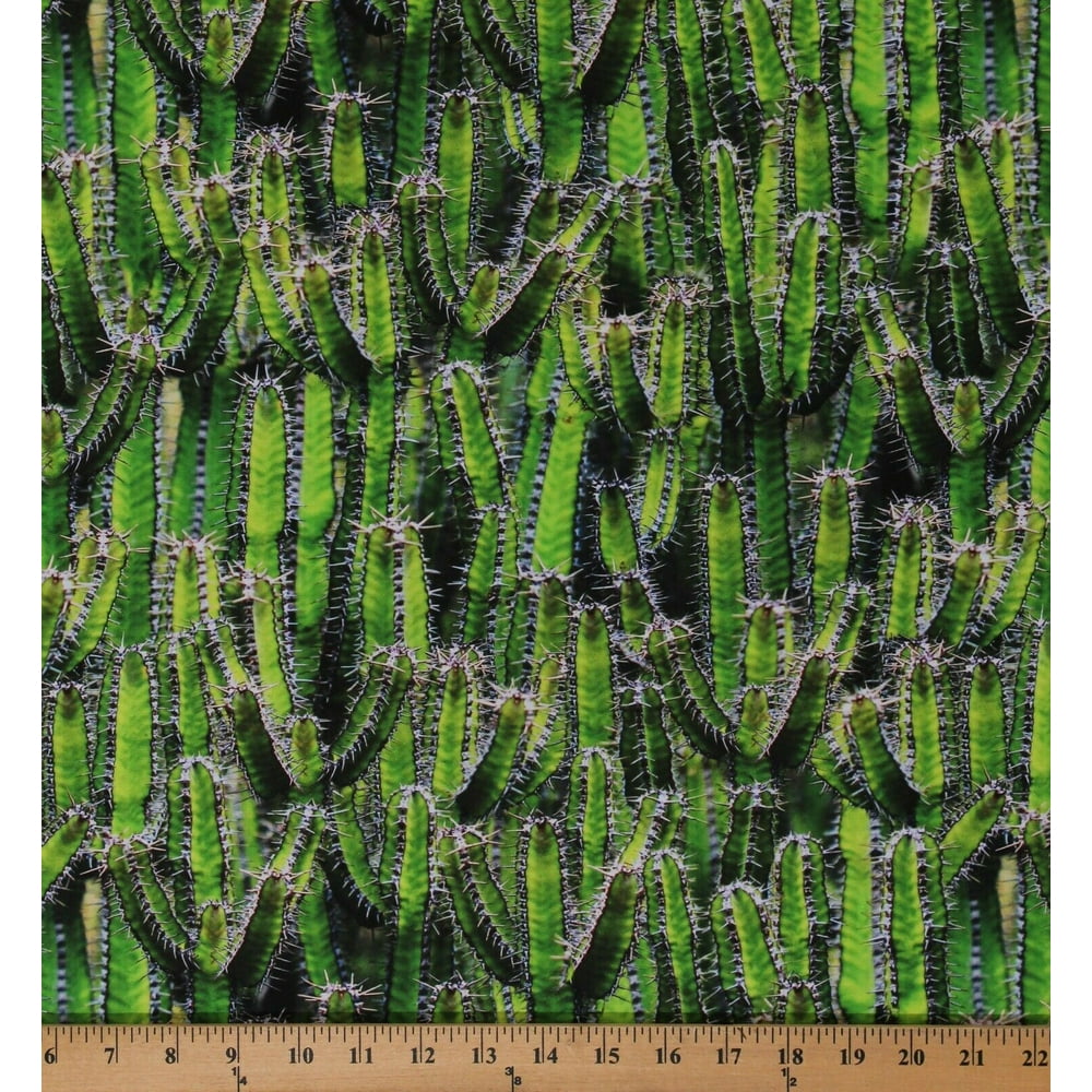 Cotton Cactus Cacti Prickly Succulents Desert Plants Southwestern Lime ...