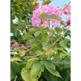 Purple Tabebuia Trumpet Tree - Live Plant in a 4 Inch Pot - Tabebuia ...