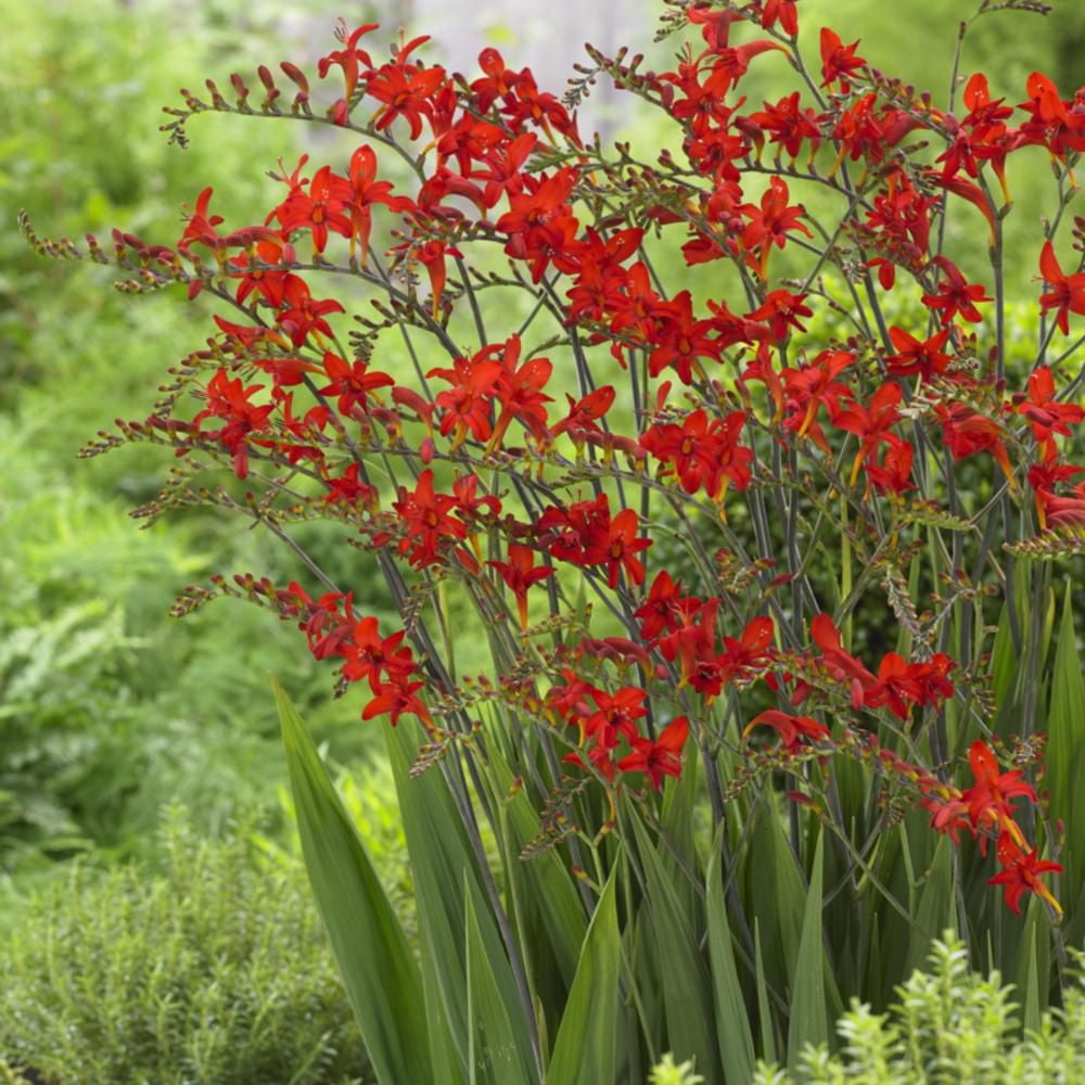 Click here for Tasc Flower Bulbs Crocosmia Crocosmiiflora Lucifer... prices