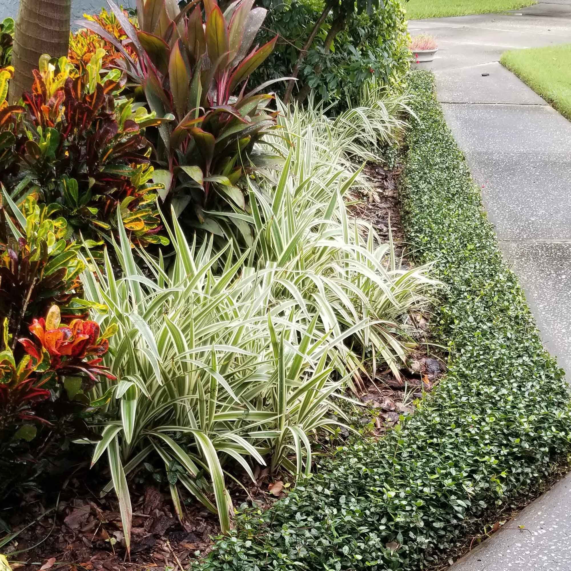 Asian Jasmine Ground Cover