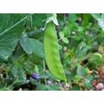 50 Seeds AUSTRIAN WINTER PEA Caley Flower Pisum Sativum Ground Cover ...