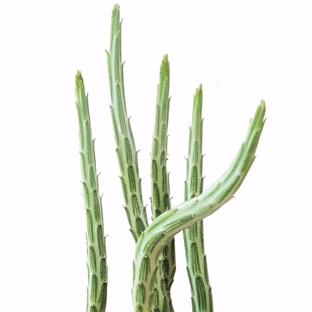 Shop Succulents 10" Kleinia Stapeliiformis Live Plant Pot - Walmart.com