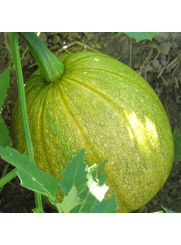 Squash Seeds in Seed Gardening - Walmart.com