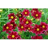 Mercury Rising Coreopsis Tickseed Perennial - Live Plant - Quart Pot ...