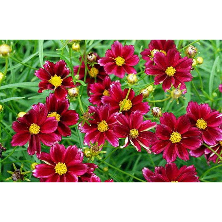 Mercury Rising Coreopsis