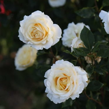 Potted Welsh Gold Heirloom Roses - Delivered Live Orange Flower Rose ...
