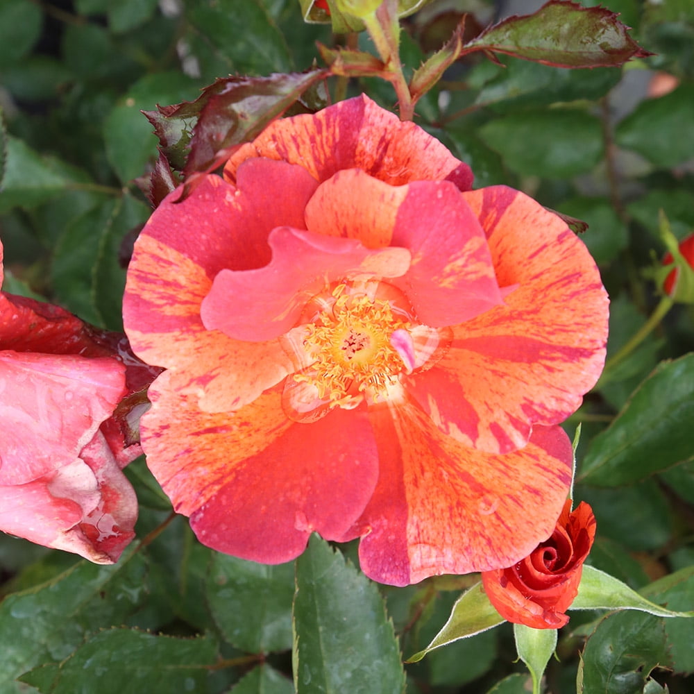 Heirloom Roses - Tawny Tiger Floribunda Rose Bush - Walmart.com