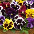 2 Pansies Plants Live in 4 Inch Pot, Colorful Pansies Plant Flowers ...