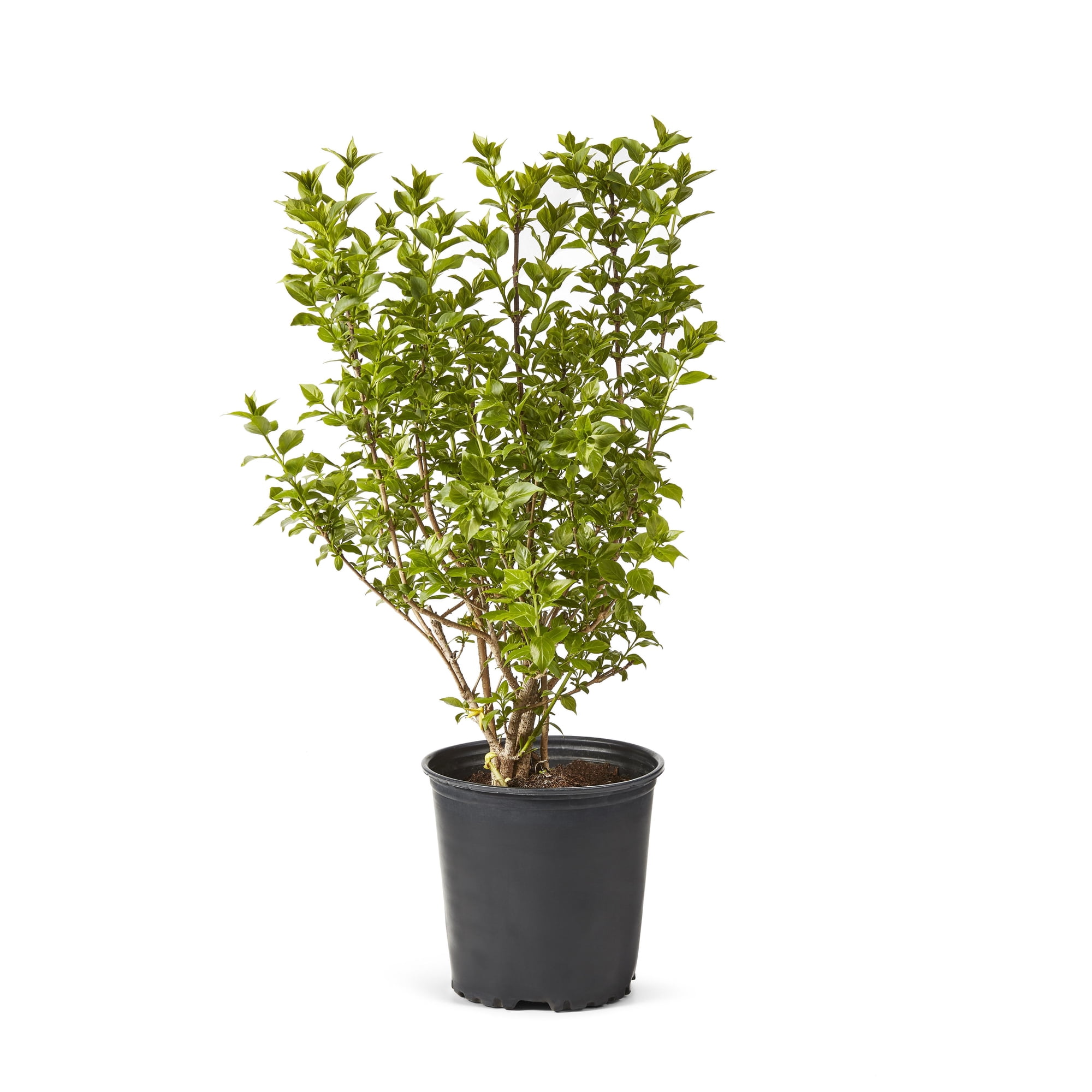 Click here for Landscp Essentials 2 Gallon (7.5l) Forsythia Shrub prices