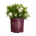 Encore Azalea Autumn Ivory (1 Gallon) White Flowering Shrub - Full Sun ...