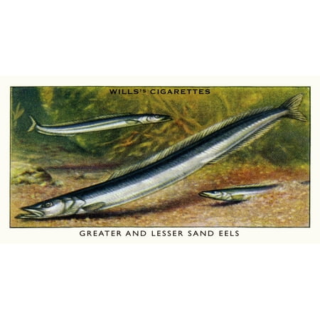 Wills' Cigarette Card - Greater & Lesser Sand Eels. Print By Mary Evans ...