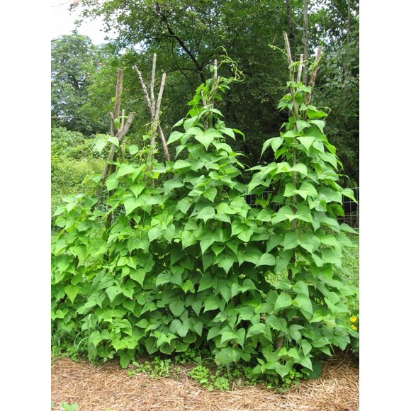 Roma Bean