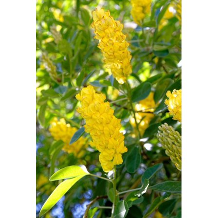 20 White Ghost Agave Seeds for Planting Agave hiemiflora - Walmart.com