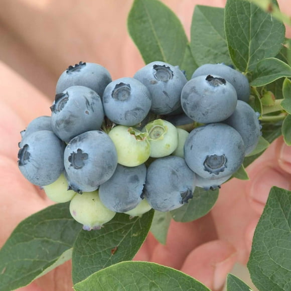 Bare Root Blueberry Plants