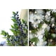 20 TRUE MYRTLE Myrtus Communis aka Common & Sweet Myrtle Fragrant White ...