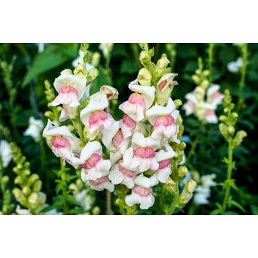 2000 BABY SNAPDRAGON Toadflax Linaria Flower Seeds - Walmart.com