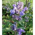 Catmint Perennial Plant - Nepeta mussini - Good for Cats, Teas, Stews ...