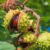 CZ Grain Colossal Chestnut Tree Seeds, Grow Large Chestnuts, 5 Fresh ...