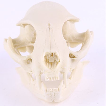 Realistic Lifelike Cat Skull Replica Lab Teaching Skeleton Model ...