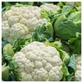 Everwilde Farms - 1 oz Snowball Self Blanching Cauliflower Seeds - Gold ...