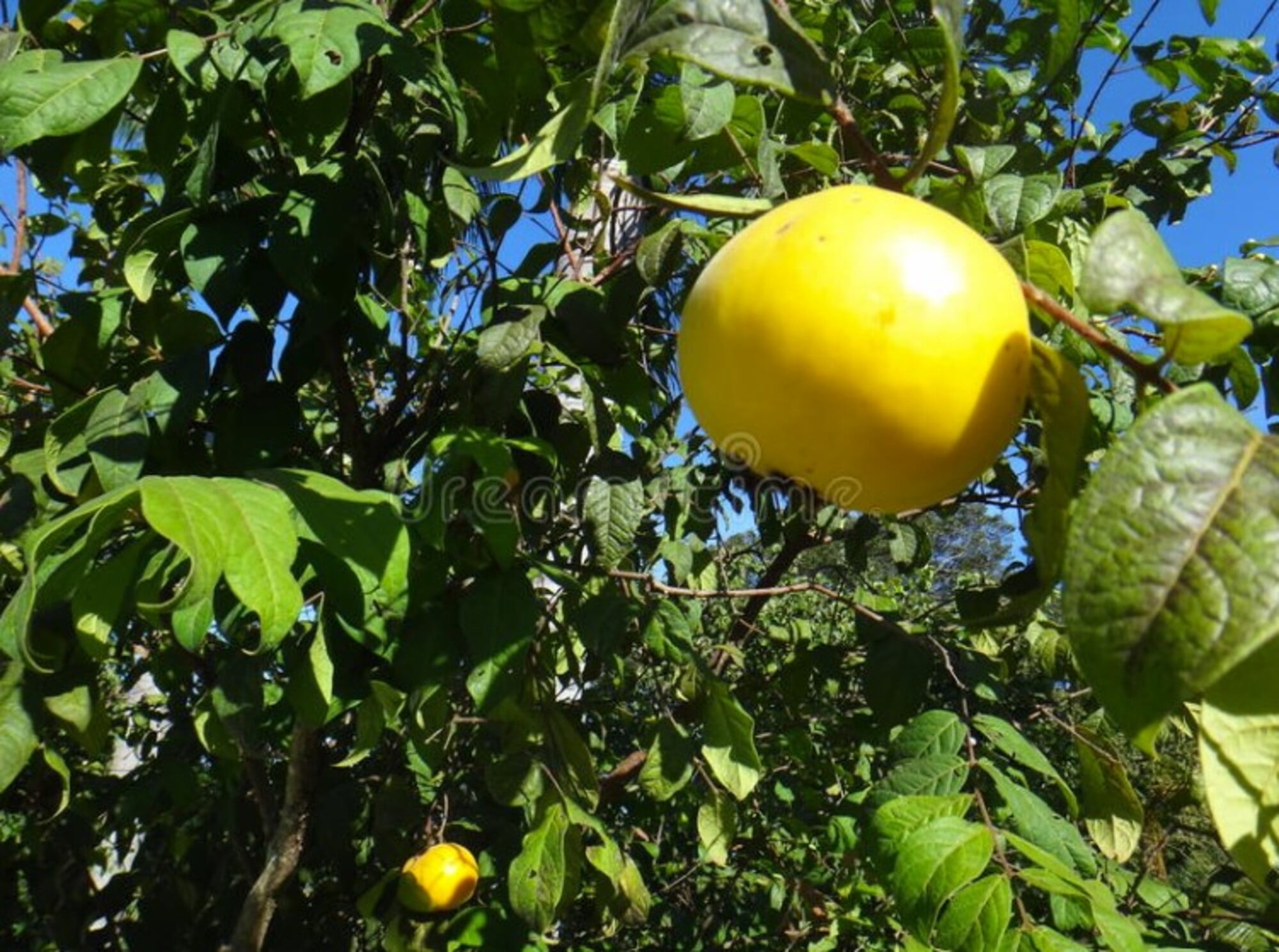 Exotic Fruit Trees For Florida