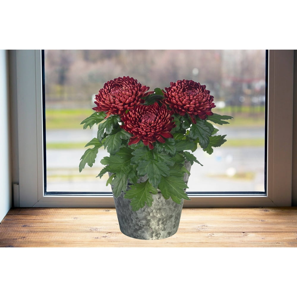 One Floral Cosmo Mum - Walmart.com - Walmart.com