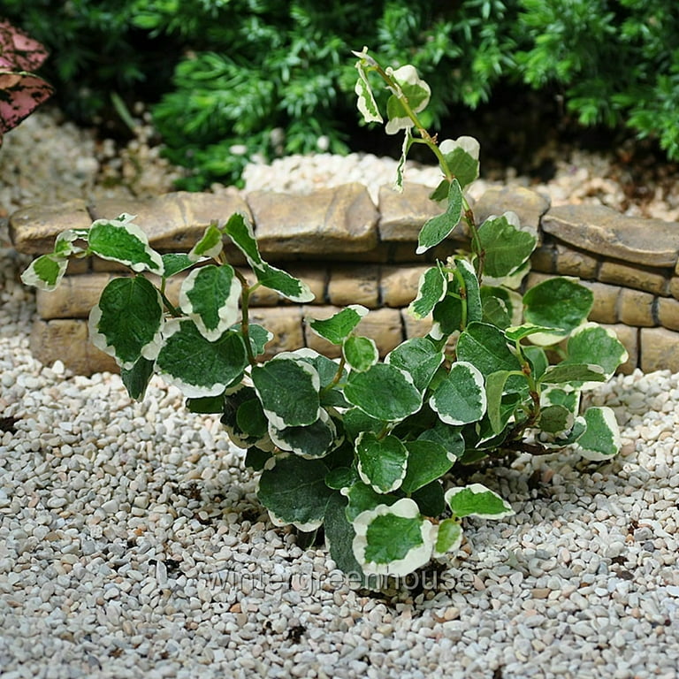 Variegated Ground Cover