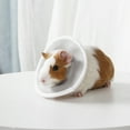Elizabeth for Small Breed Pets Collar Guinea Pig Recovery Injury ...